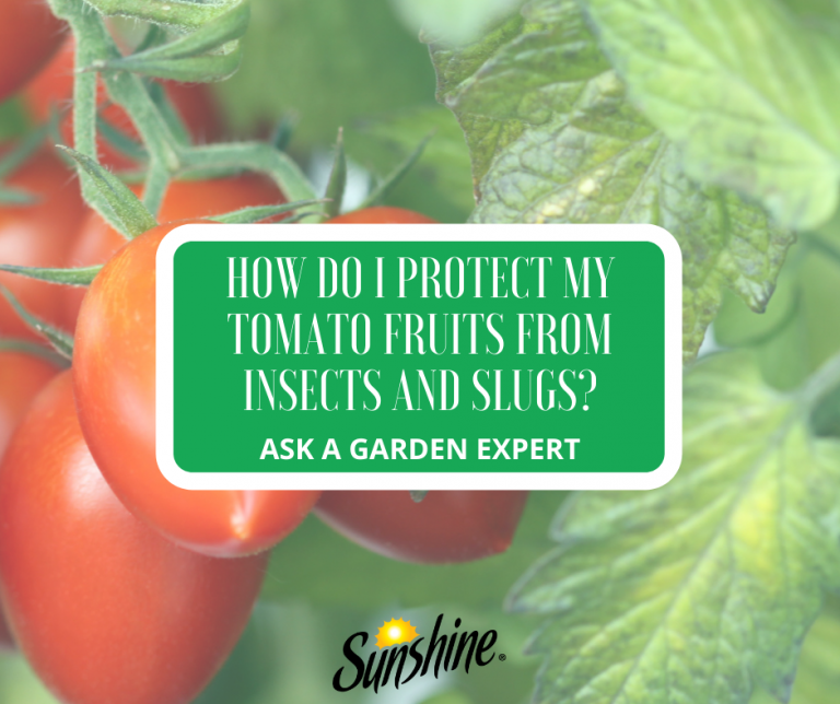How Do I Protect My Tomato Fruits from Insects and Slugs? – Sunshine
