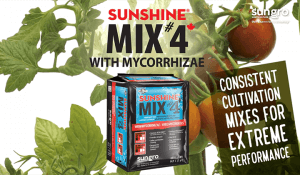 Articles – Sunshine
